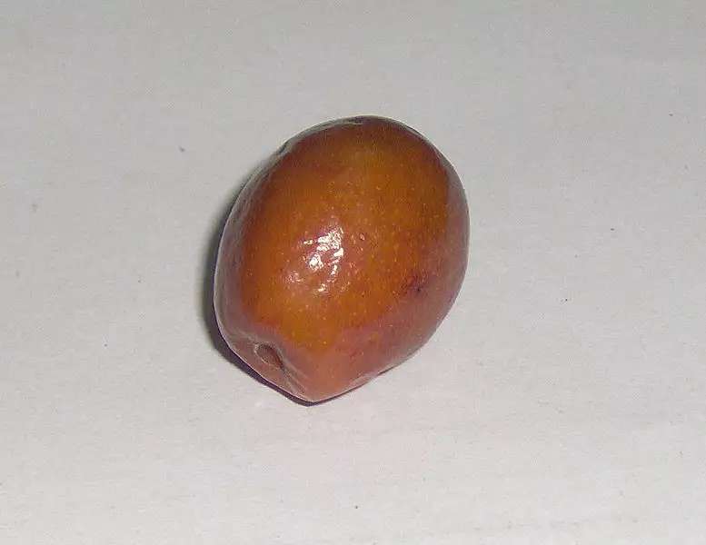 Ziziphus jujuba var. spinosa - Edible Fruit/Nuts,Fruits,Medicinal Herbs ...