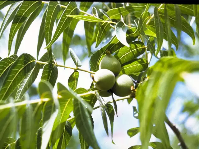 Juglans microcarpa - Edible Fruit/Nuts,Fruits - Little Walnut
