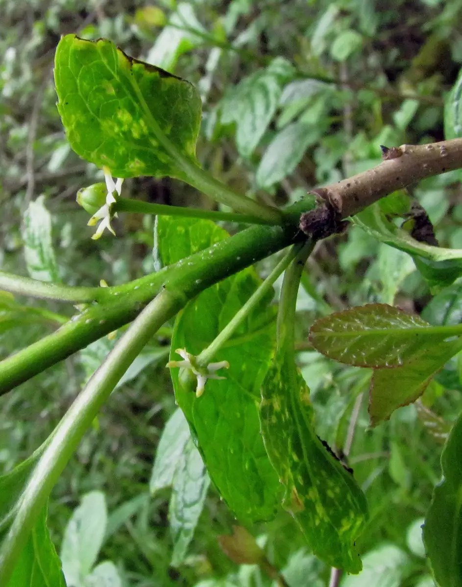Ilex collina - Shrub - Cherry Holly, Long-stalk Holly, Longstalk Holly