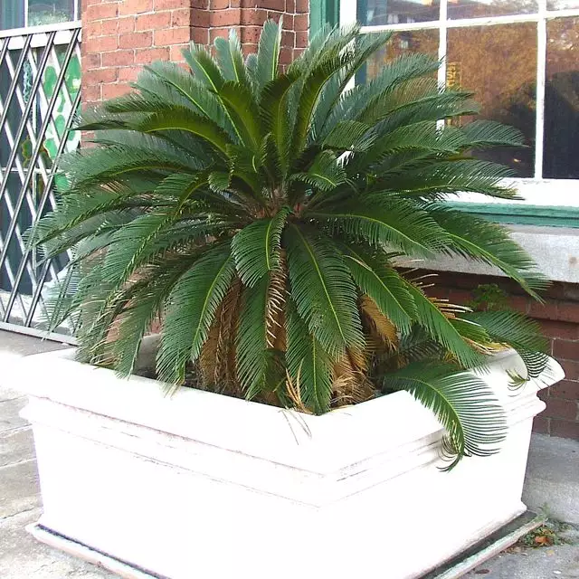 Cycas revoluta - Shrub - Funeral Palm, Japanese Sago Palm, King Sago ...