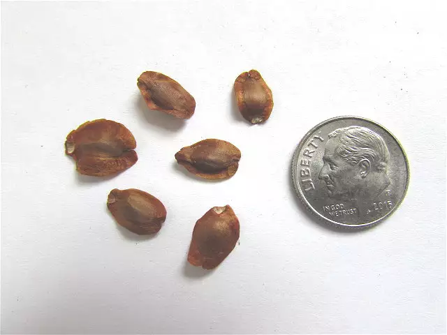 Sciadopitys verticillata - Common Bonsai,Conifer - Japanese Umbrella ...