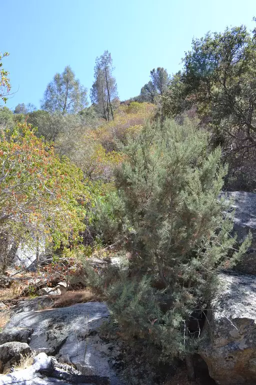 Cupressus nevadensis - Common Bonsai,Conifer - Piute Cypress