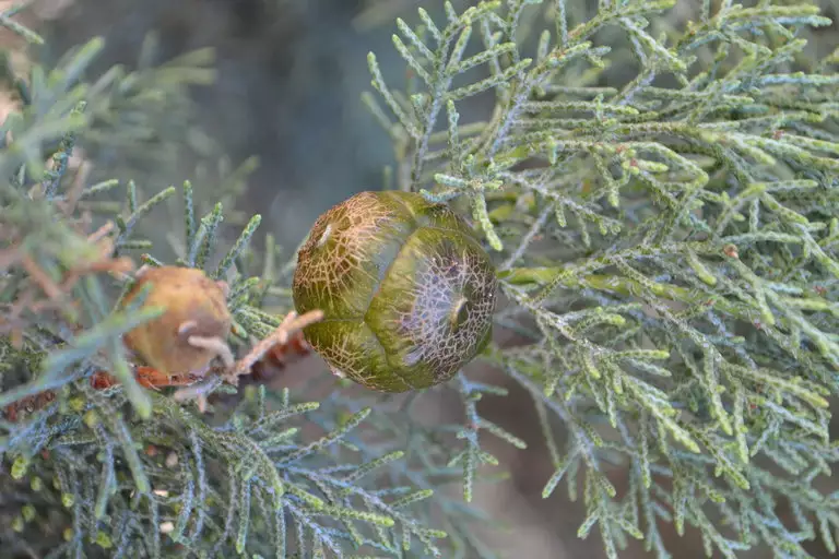 Cupressus nevadensis - Common Bonsai,Conifer - Piute Cypress