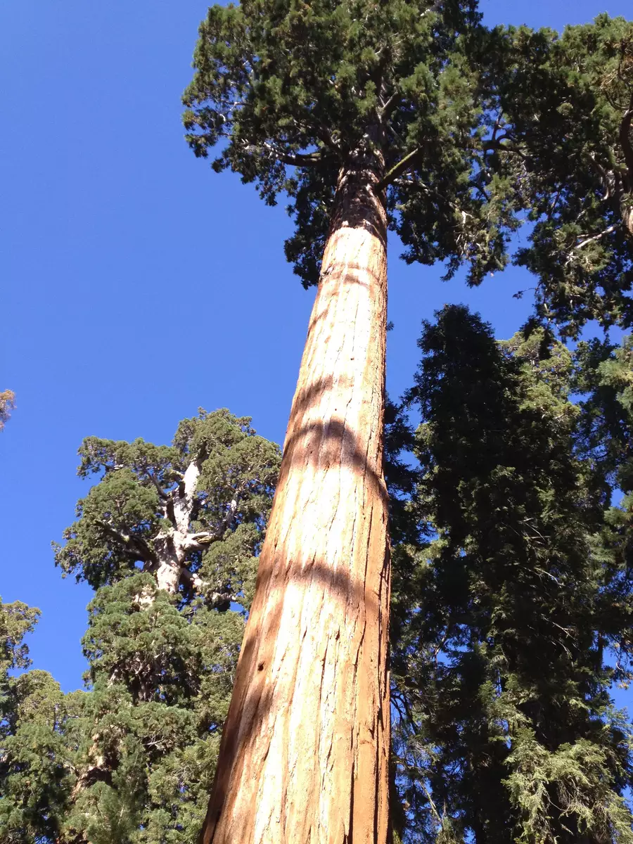 Sequoiadendron giganteum - Conifer - Bigtree, Giant Sequoia, Sierra ...