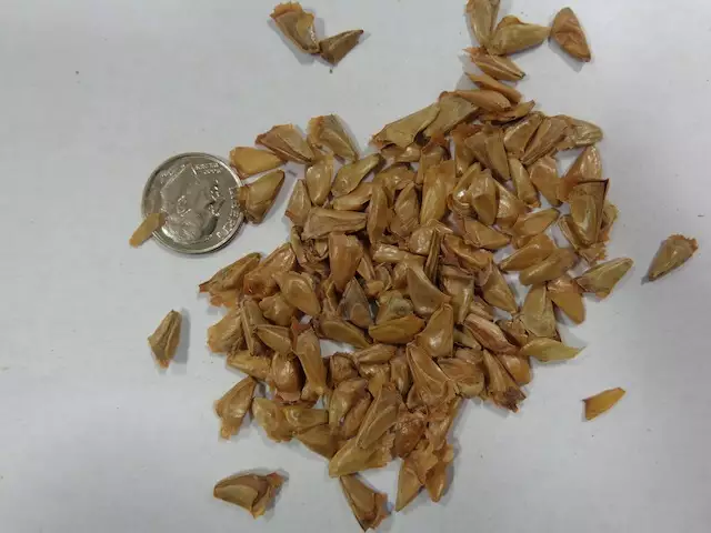 Abies concolor ssp. concolor NM, Cibola - Conifer - Concolor Fir, White Fir