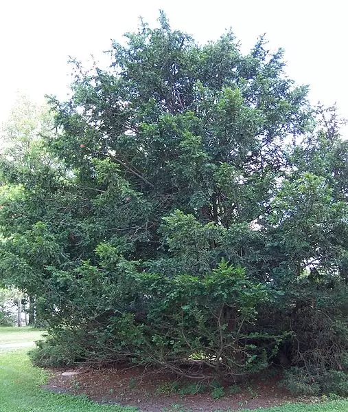 Taxus wallichiana var. mairei - Conifer,Endangered Species,Evergreen ...