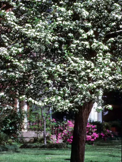 Crataegus viridis 'Winter King' - Common Bonsai,Ornamental Fruit ...