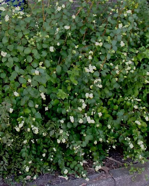 Symphoricarpos albus - Shrub - Common Snowberry, Snowberry, Wax Berry