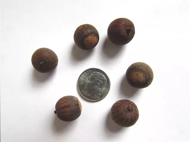 Quercus falcata - Deciduous,Hardwood,Shade Tree - Southern Red Oak ...