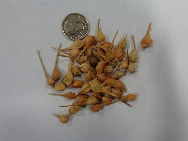 Acer grandidentatum - Hardwood - Bigtooth Maple, Canyon Maple, Limerock ...