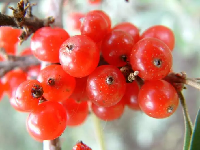 Shepherdia argentea - Shrub - Bull Berry, Bullberry, Silver ...