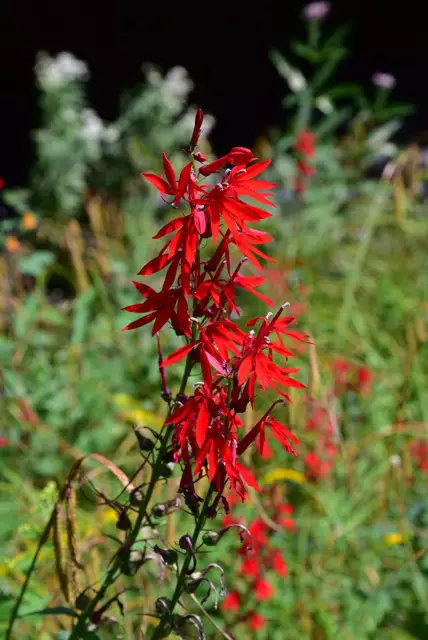 Lobelia cardinalis - Herbaceous Plants,Perennial,Wildflowers - Cardinal ...
