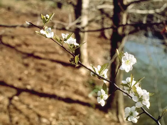 Crataegus opaca - Common Bonsai,Flowering Tree,Tree,Web page Navigation ...
