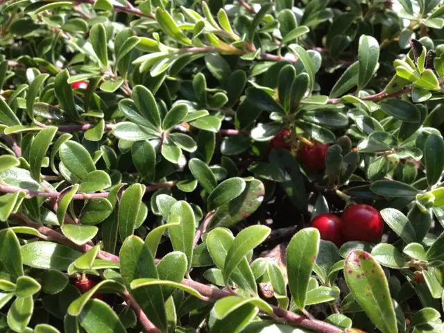 Arctostaphylos uva-ursi - Medicinal Herbs,Shrub - Bearberry, Kinnikinick