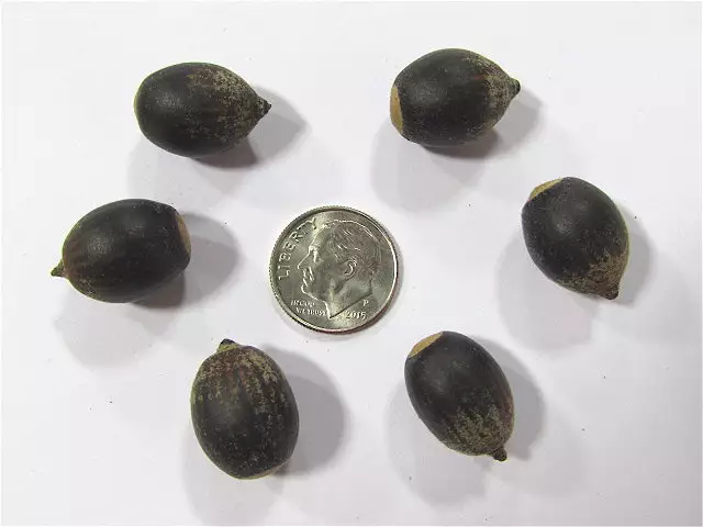 Quercus marilandica - Hardwood - Blackjack Oak