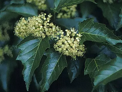 Acer tataricum ssp. ginnala 'Flame' - Common Bonsai,Hardwood - Flame ...