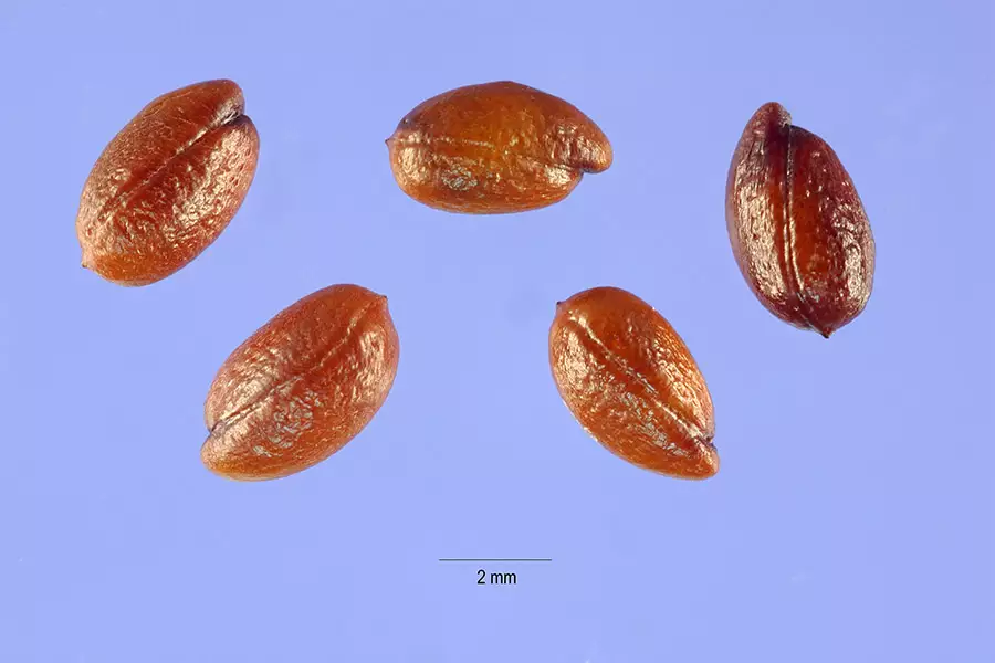 Shepherdia argentea - Shrub - Bull Berry, Bullberry, Silver ...