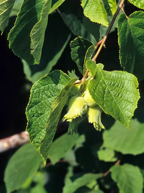 Corylus americana - Medicinal Herbs,Shrub - American Filbert, American ...