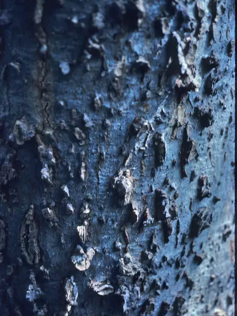 Celtis laevigata - Common Bonsai,Medicinal Herbs,Shade Tree - Hackberry ...