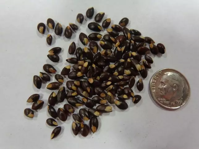 Distylium racemosum - Evergreen Leaves - Isu Tree