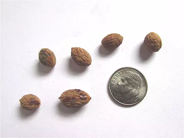 Ziziphus jujuba var. spinosa - Edible Fruit/Nuts,Fruits,Medicinal Herbs ...