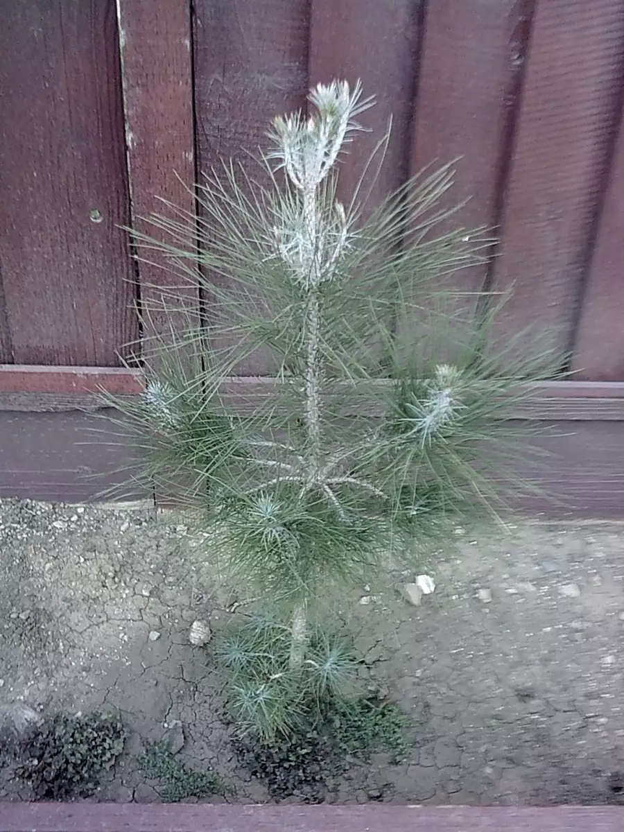 Pinus sabiniana - Conifer - Bull Pine, California Foothill Pine, Digger Pine, Foothills Pine ...