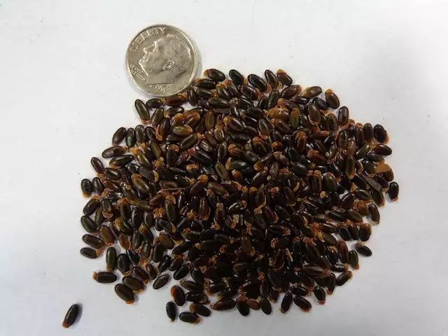 Acacia cyanophylla - Shrub - Blue-leaved Wattle, Coojong, Golden Wreath ...