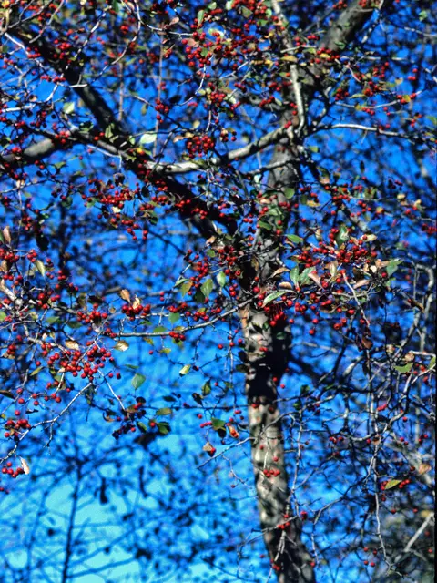 Crataegus viridis 'Winter King' - Common Bonsai,Ornamental Fruit ...