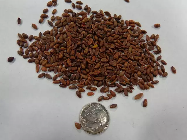 Berberis thunbergii - Common Bonsai,Shrub - Japanese Barberry