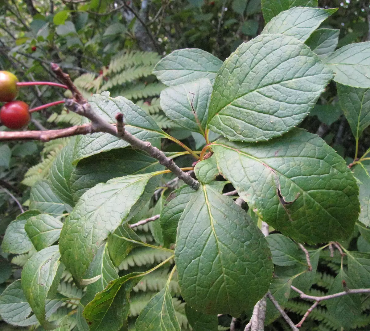 Ilex collina - Shrub - Cherry Holly, Long-stalk Holly, Longstalk Holly