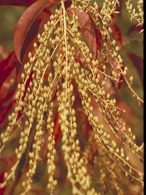 Oxydendrum arboreum - Flowering Tree - Lily Of The Valley Tree, Sorrel ...