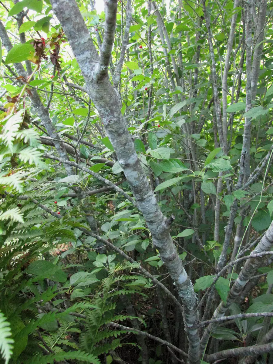Ilex collina - Shrub - Cherry Holly, Long-stalk Holly, Longstalk Holly