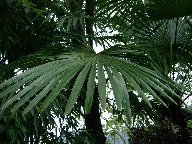 Trachycarpus fortunei - Medicinal Herbs,Palm,Tree,Web page Navigation ...