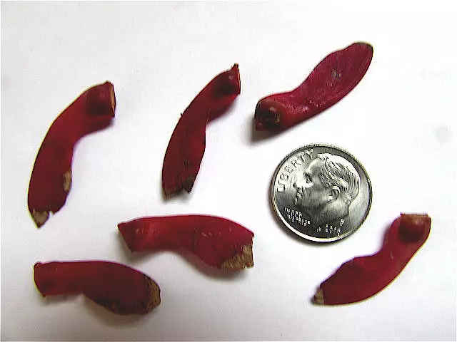 Acer palmatum ssp. amoenum 'Scolopendrifolium rubrum Keiser' fresh ...