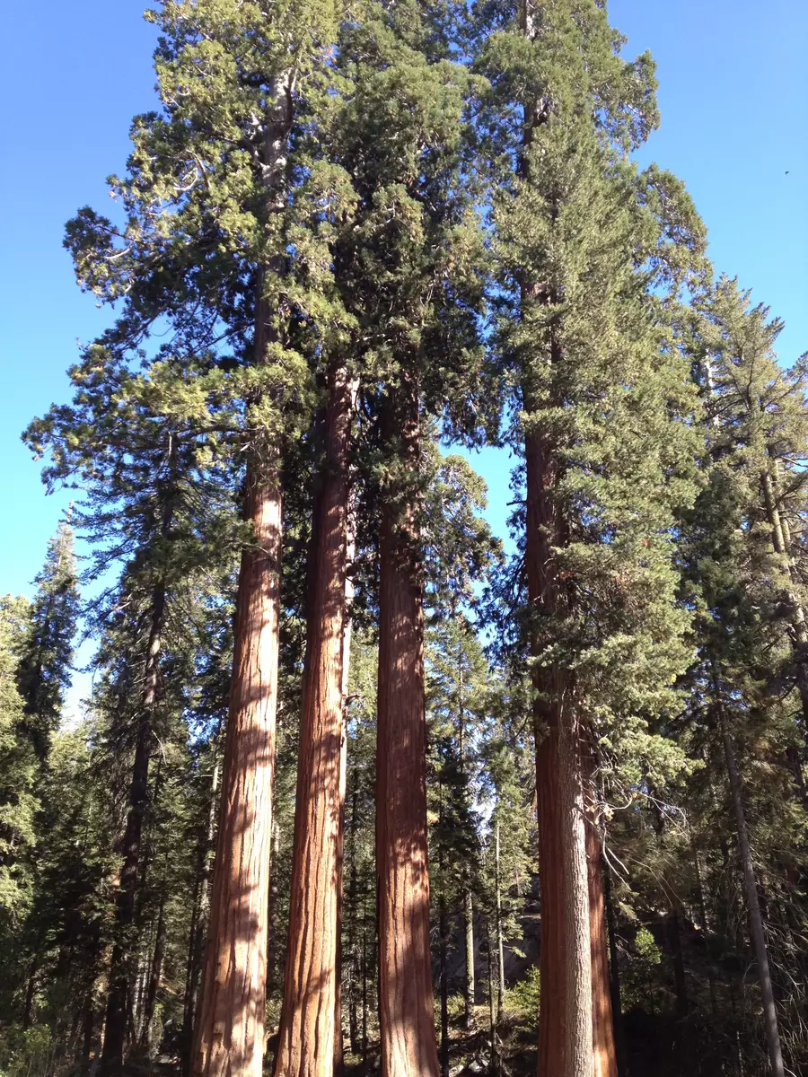 Sequoiadendron giganteum - Conifer - Bigtree, Giant Sequoia, Sierra ...