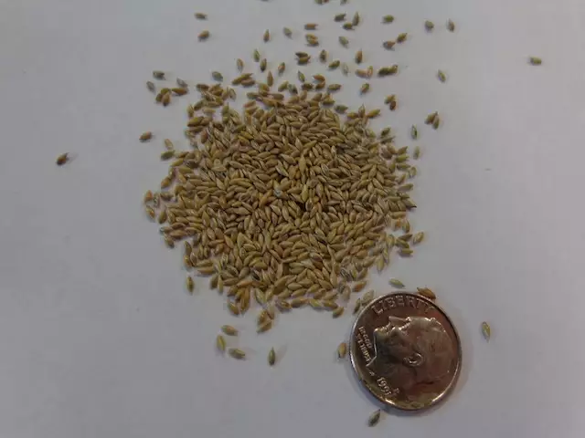 Panicum virgatum 'Forestburg' - Grass,Herbaceous Plants,Web page ...