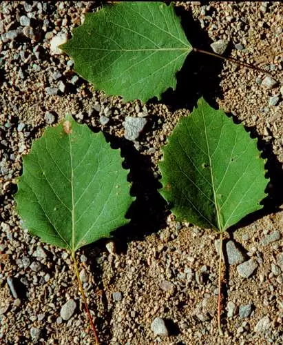 Populus grandidentata - Deciduous,Tree,Web page Navigation - Bigtooth Aspen