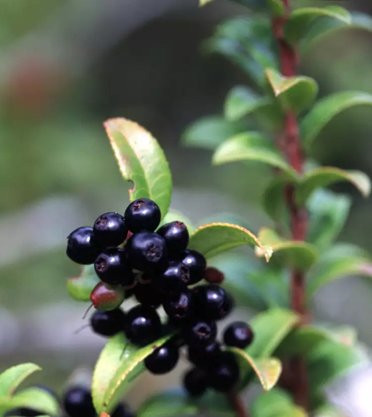 Vaccinium ovatum - Shrub - California Huckleberry, Evergreen Huckleberry