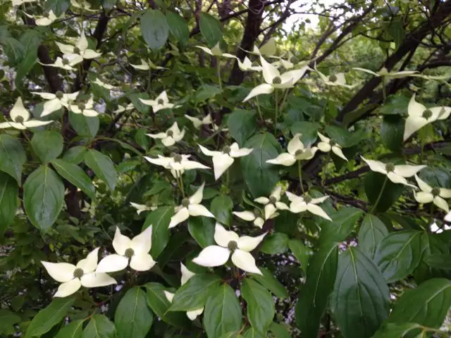 Cornus kousa - Common Bonsai,Deciduous,Flowering Tree,Ornamental Fruit ...
