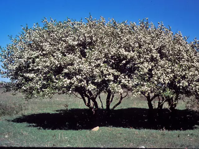 Crataegus viridis 'Winter King' - Common Bonsai,Ornamental Fruit ...