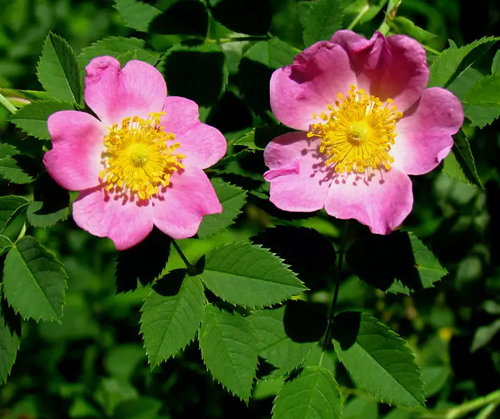 Rosa carolina - Medicinal Herbs,Shrub - Carolina Rose, Pasture Rose