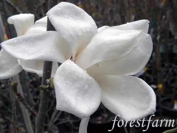 Magnolia biondii - Flowering Tree,Medicinal Herbs,Tree,Web page ...