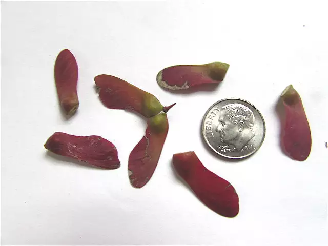 Acer palmatum ssp. matsumurae 'Inaba shidare' fresh/green seed - Common ...