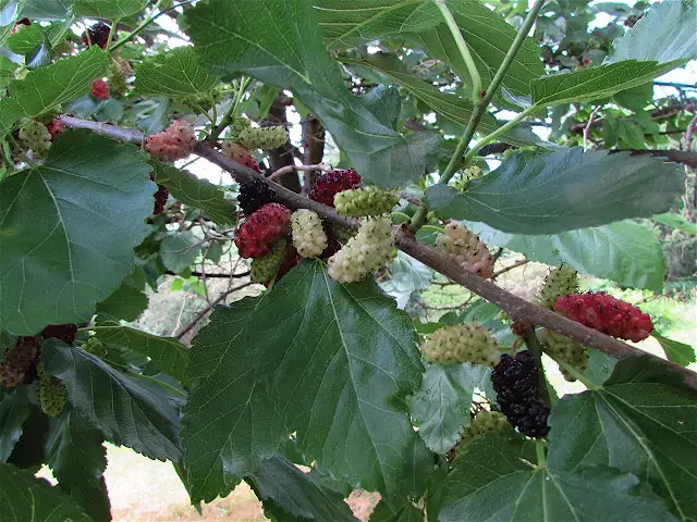 Morus alba var. tatarica - Edible Fruit/Nuts,Fruits - Tatarian White ...