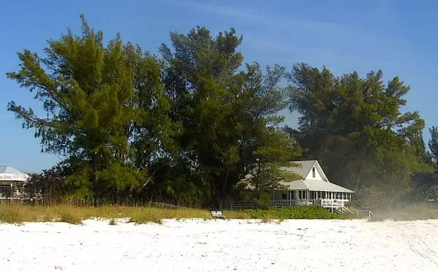 Casuarina equisetifolia - Bonsai,Evergreen Leaves,Tropical - Australian ...