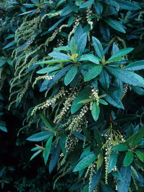 Cyrilla racemiflora - Shrub - Black Titi, Common Myrtle, He Huckleberry ...