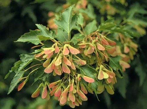 Acer tataricum ssp. ginnala 'Flame' - Common Bonsai,Hardwood - Flame ...