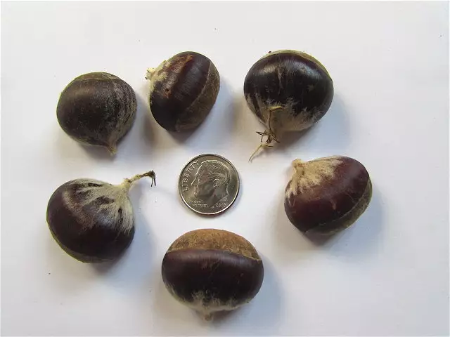 Castanea dentata var. x mollisima 'Dunstan' - Web page Navigation ...