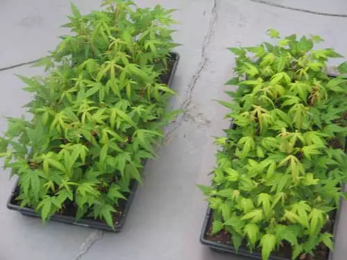 Acer pentaphyllum - Deciduous,Tree,Web page Navigation - Five Leaf ...