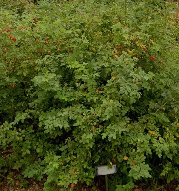 Rosa virginiana - Shrub - Common Wild Rose, Prairie Rose, Virginia Rose